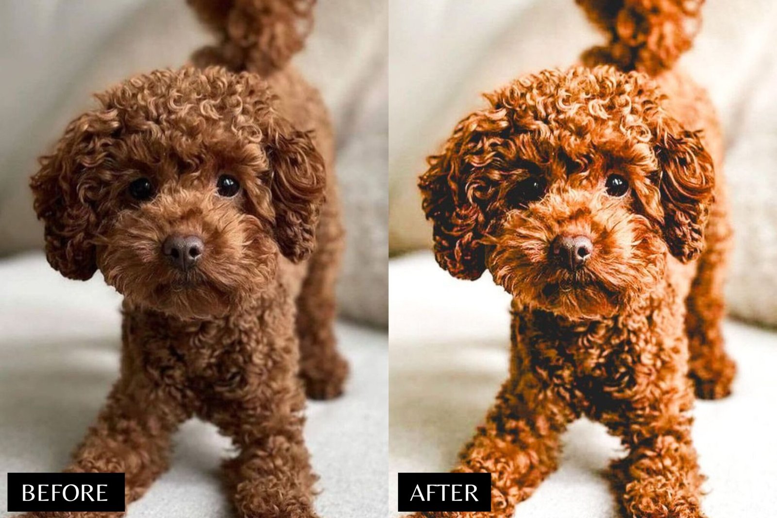 Dogs - 17 Presets Lightroom Para Celular e PC - Pixly.Design - Presets ...
